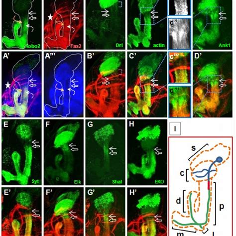 Drosophila γ Neurons Develop A Unique Intra Axonal Compartment Download Scientific Diagram