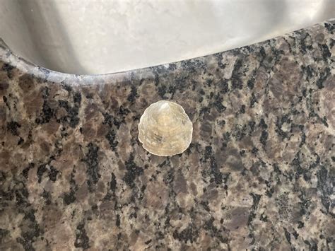 Need Help Identifying R Shells