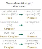 Attachment Flashcards Quizlet