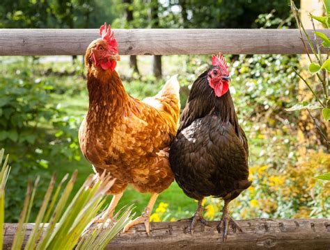 Garden Chickens How Raising Chickens Improves Suburban Homesteading