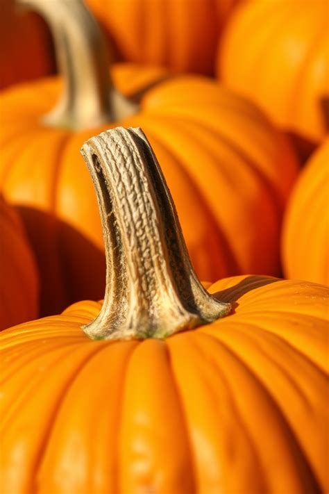 Close Up Of Vibrant Orange Pumpkins With Textured Skin Soft Natural