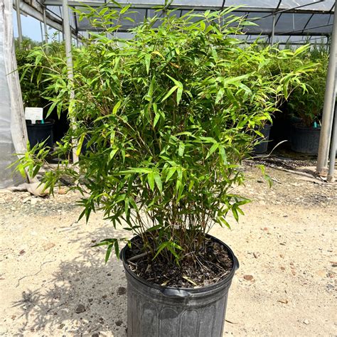 Bambusa Multiplex Golden Goddess Creekside Nursery