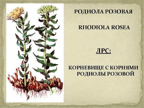 ФЕНОЛЬНЫЕ СОЕДИНЕНИЯ ПРОСТЫЕ ФЕНОЛЫ ТОЛОКНЯНКА ОБЫКНОВЕННАЯ