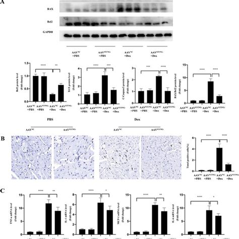 Sting Knockdown Suppressed Cardiac Apoptosis Inflammation