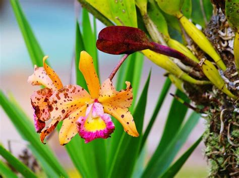 Page 8 Ambarella Exotic Images Free Download On Freepik