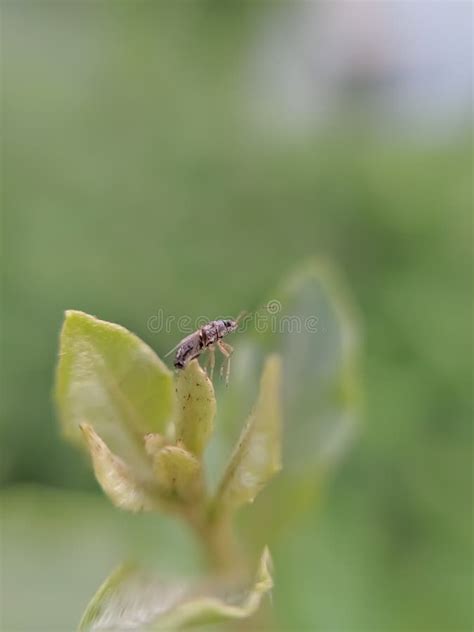 Nysius Raphanus Insect To Sit Green Leaves Plant Micro Image Microchrome Image In Indian Village