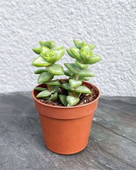 Красула Рупестрис Crassula Rupestris купити ціна у Києві Львові Одесі Magic Gardens
