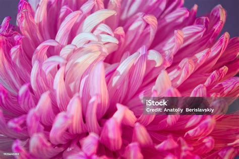 Chrysanthemum Bud Closeup Beautiful Chrysanthemum Flowers Close Up