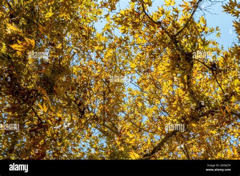 The Golden Foliage Of The Sycamore Tree In The Light Of The Sun Autumn Leaf Fall In Israel