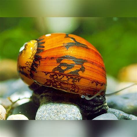 Red Spotted Nerite Snail Vittina Natalensis