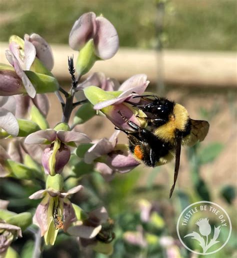 A Special Visitor For Pollinator Week Thistle Be The Day