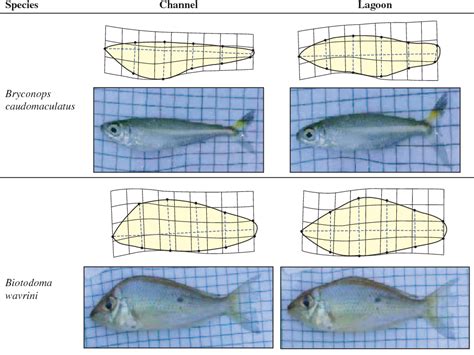 Figure 1 From Habitat‐associated Morphological Divergence In Two