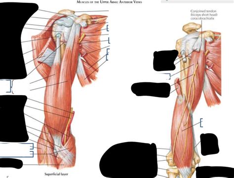 Anterior Upper Arm Muscles