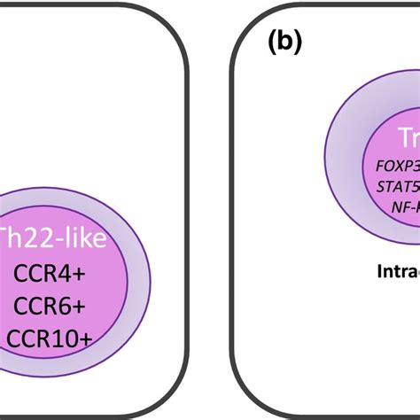Diversity Of Treg Cells And Their Subpopulations A Shows Treg Cells