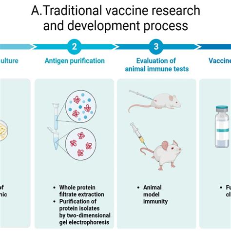 Vaccine Research And Development Process A Traditional Vaccine Download Scientific Diagram