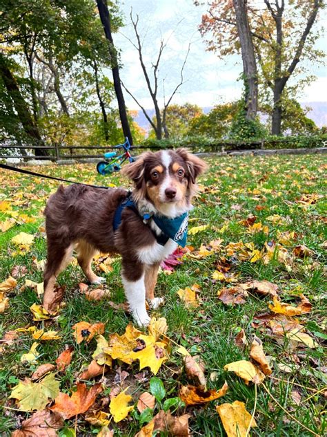 When Is A Mini Aussie Full Grown Size Age Fully Grown Artofit