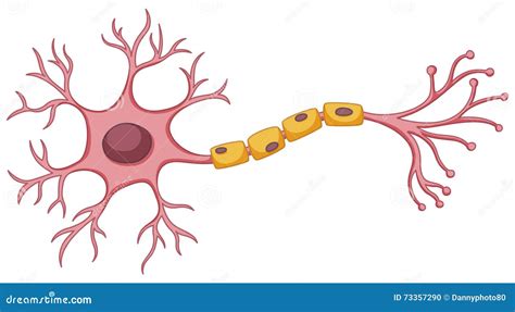 Stem Cell Diagram On White Background Stock Vector Illustration Of Graphic Clipart 73357290
