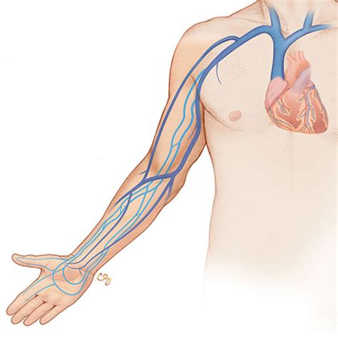 Ultrasound Training Arm Veins Anatomy And Physiology