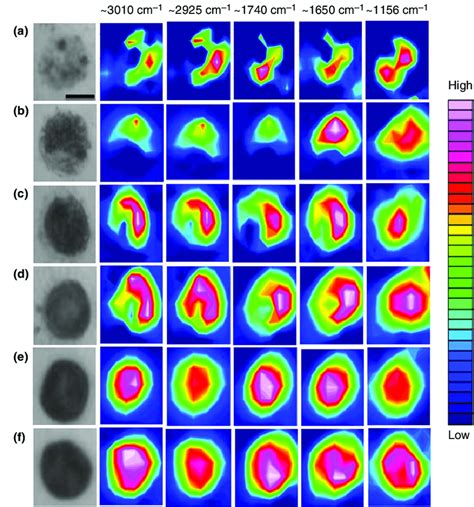 Synchrotron Fourier Transform Infrared Chemical Mappings Of Vegetative Download Scientific