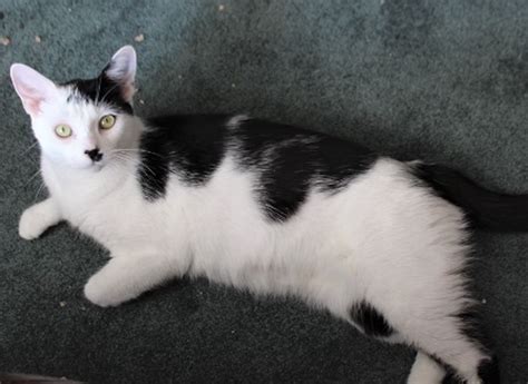 The Scoop On Ear Tuffs And Fluffs Serving Carson City For Over 150 Years