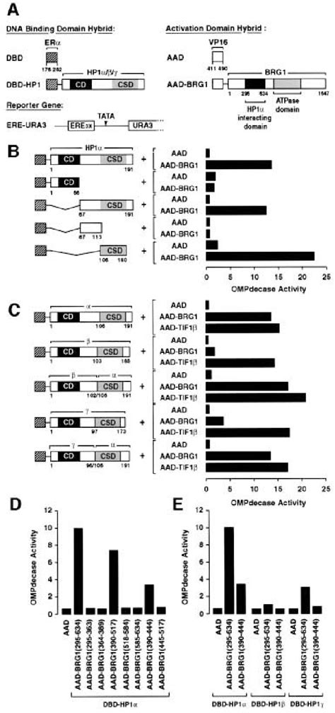 The Chromoshadow Domain Of Hp1a And Residues 390±444 Of Brg1 Are