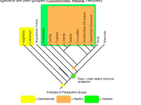Solved The Phylogeny Below Shows One Hypothesis For The