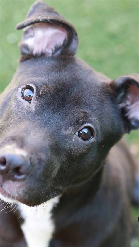 Meet Maccs Maple Mountain Timberwolf Bugs Is A 1 Year Old And 40lbs