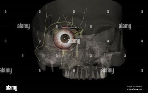 The Eye Light Reflex Is Regulated By Three Structures The Retina The Pretectum And The Rods