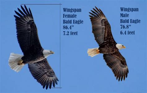 Eagle Wing Span R Beamazed