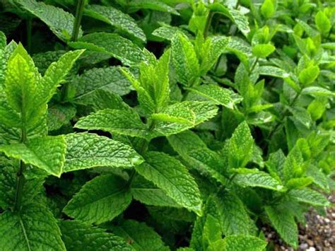 Мята: посадка и уход в открытом грунте, разновидности мяты - фото и ...