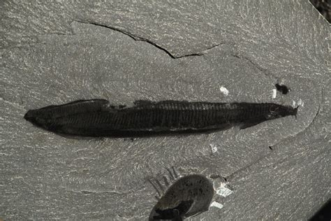 Flipping A Famous Fossil Around Reveals Our Earliest Vertebrate Ancestor Scientists Say Cnn
