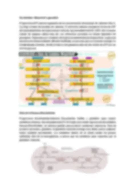 Tipos De Hemoglobina Y Vías Metabólicas En El Eritrocito Resúmenes De