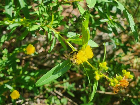 Shrubby Stjohns Wort — Echonativeplants