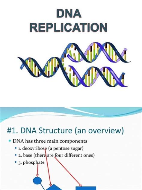 dna and replication pdf