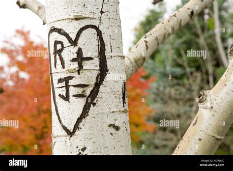 Initials Carved On Tree High Resolution Stock Photography And Images Alamy