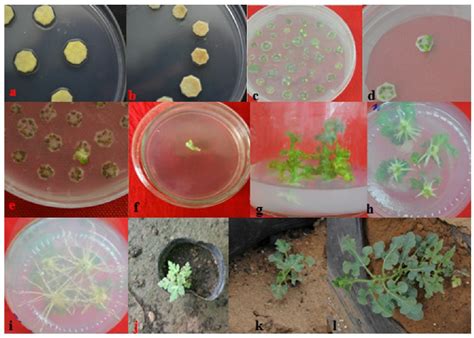 Figure 2 From Regeneration Of Double Haploid Plants From Unpollinated