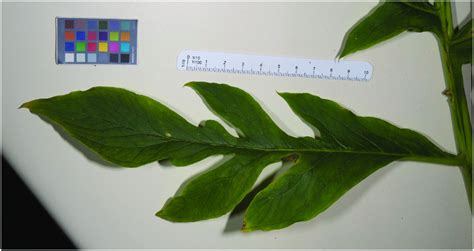 Pinna Taken From The Central Section Of A Mature Vivaria Calvasensis