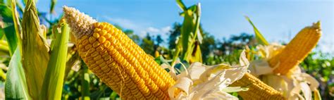Indonesias Corn Export On The Rise A Look At The Growing Industry