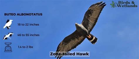 13 Fascinating Hawks In Utah Birds And Wetlands