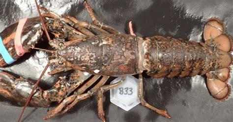 Lesions Caused By Epizootic Shell Disease Are Eroding The External