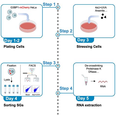 Cell Press Star Protocols