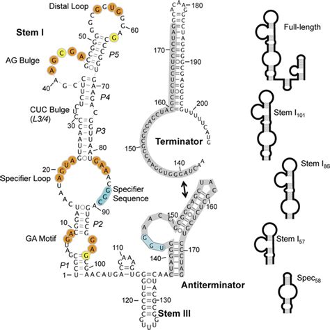 The Gkau Glyqs T Box Rna Secondary Structure Nucleotides In Stem I Download Scientific Diagram
