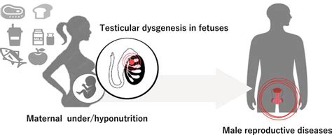 Fetal Origin Programming Of The Male Reproductive System Intechopen