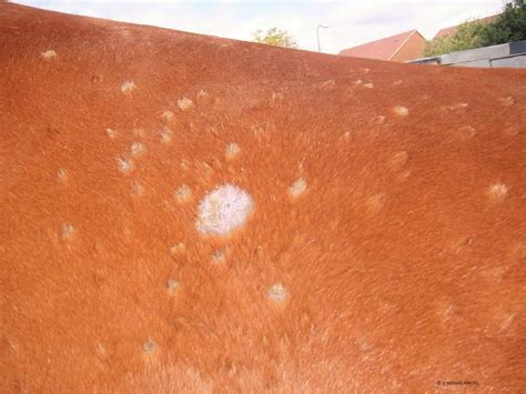 Early Ringworm In Humans