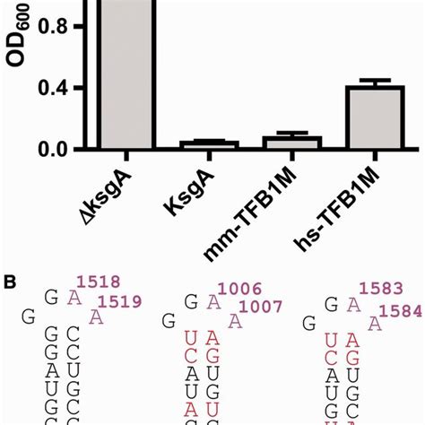 Functional Complementation Of E Coli Ksga Rrna Methlytransferase Download Scientific Diagram