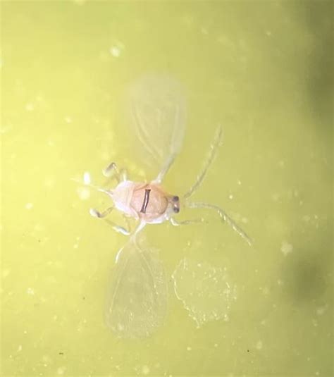 Tiny Greenhouse Bug Bugguidenet