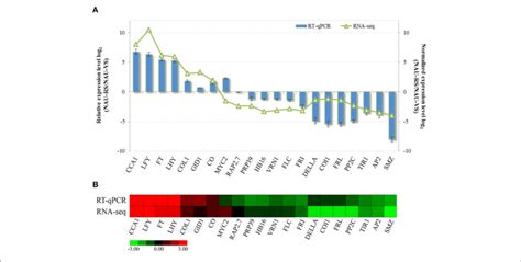 The Validation Of Expression Levels Of Selected Degs Related To