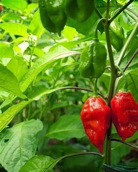 10 Ghost Pepper Spicy Hot Pepper Hot Hot Hot Fresh Seeds