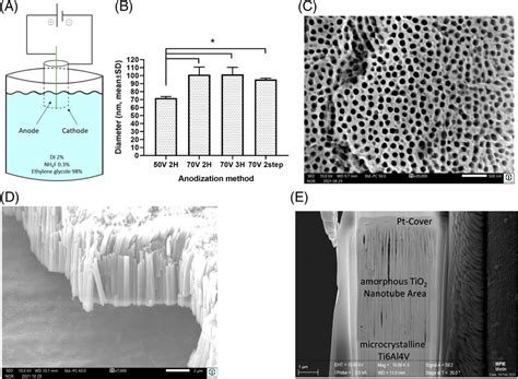 Titanium Anodization Process And Nanotube Morphology A Schematic