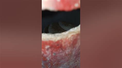 Much Bee Nest In Here Youtube